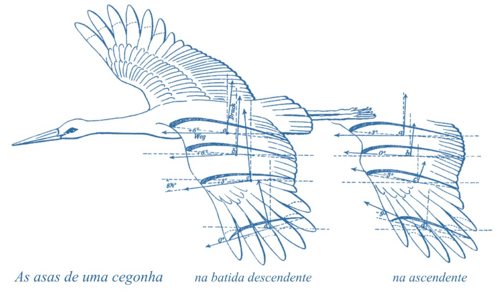 as cegonhas – Parque Discovery